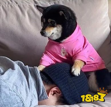 这次换我为你付出 这次换我为你付出是什么梗_18183.com