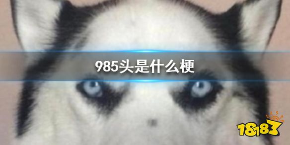 985头是什么梗 985头梗出处介绍_18183.com